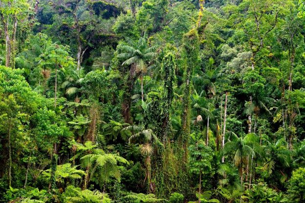 Atlas: Bonito foi o município que mais desmatou a Mata Atlântica no ...